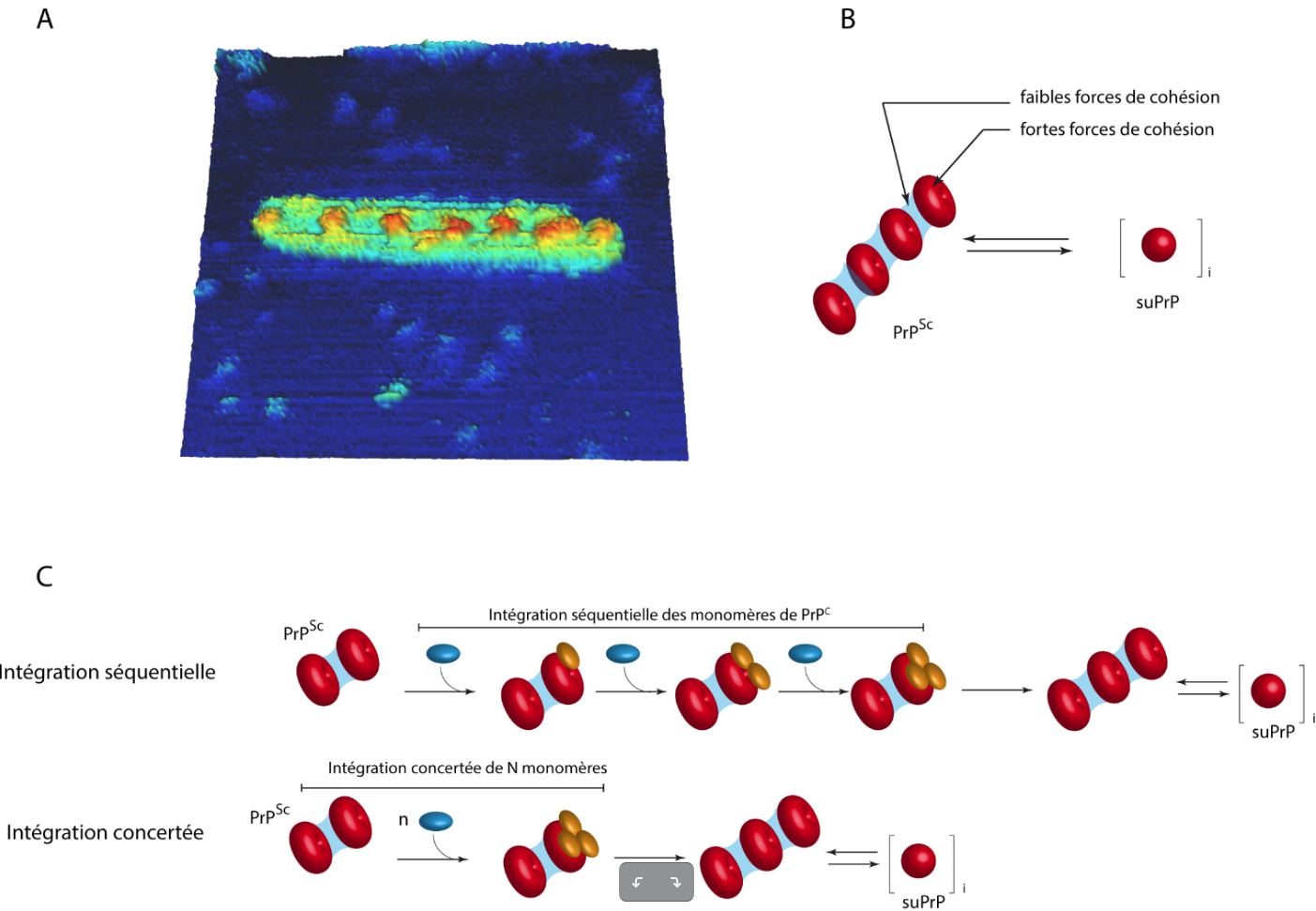 La brique élémentaire à la base de la formation des fibres de prion | Planet-Vie